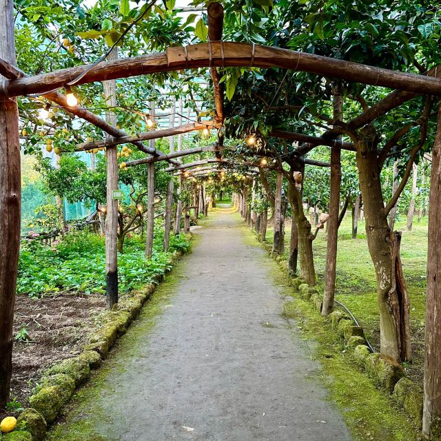 Sorrento Lemon Tour | Travel Buddies
