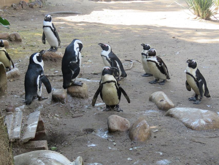 Cape Town: World of Birds & Animal Sanctuary | Travel Buddies