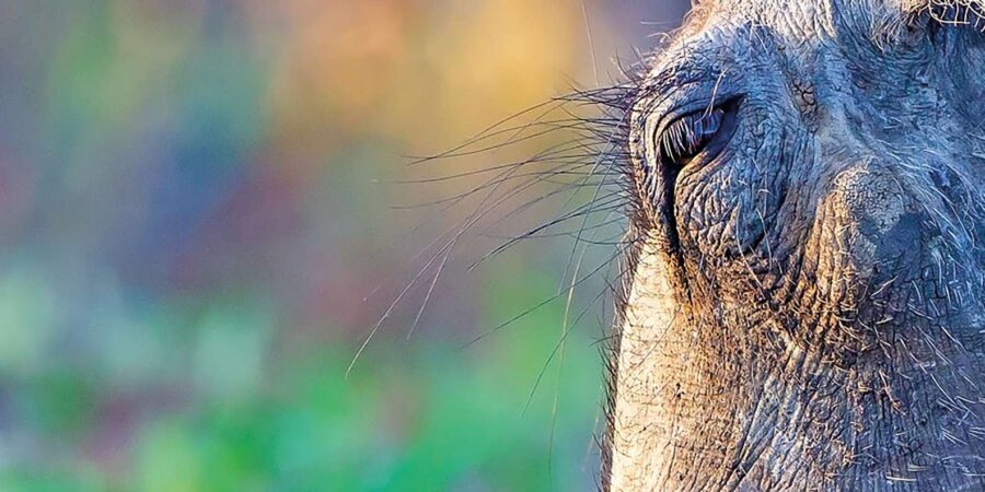 Full Day Aquila Safari (Spanish) | Travel Buddies