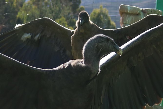 Live a Mystic Experience of Blessings of the Andean Condor | Travel Buddies