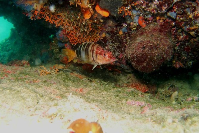 Try Scuba Diving in Split | Travel Buddies