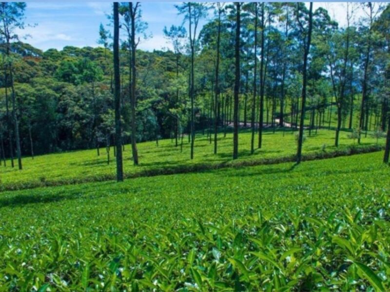 From Ella: Tuk-Tuk Tea Adventure: Liptons Seat Excursion! | Travel Buddies
