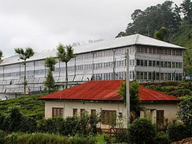 From Ella: Tuk-Tuk Tea Adventure: Liptons Seat Excursion! | Travel Buddies