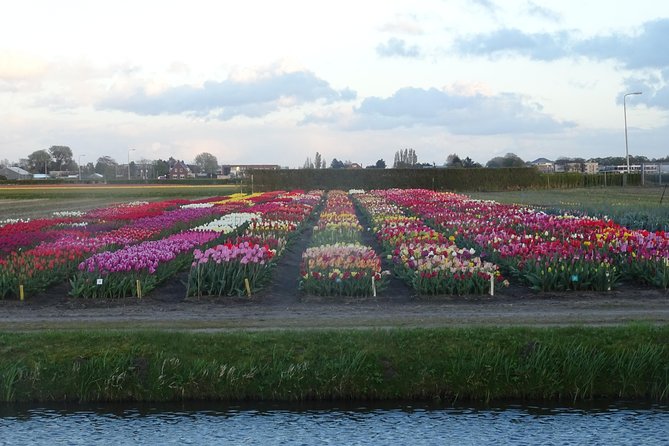 4 Hours Private Tour to the Famous Colourfull Flower Fields From ...