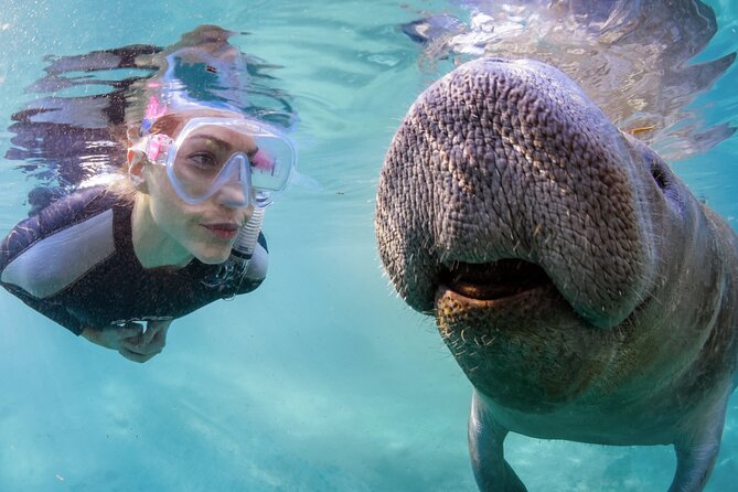 Florida Manatee Swim Adventure | Travel Buddies