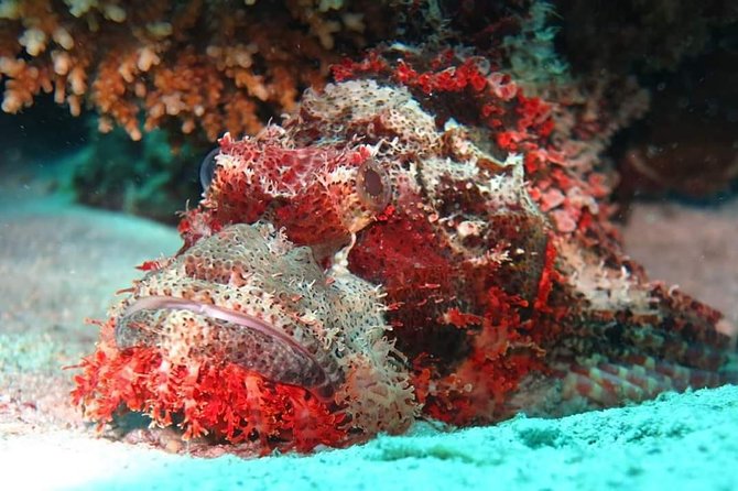 Hurghada Diving | Travel Buddies