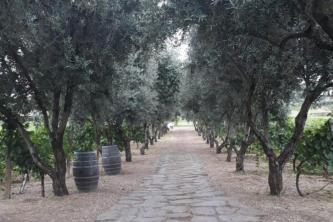 Wine Tasting in Roman Countryside: 3-Hour Tour From Rome | Travel Buddies