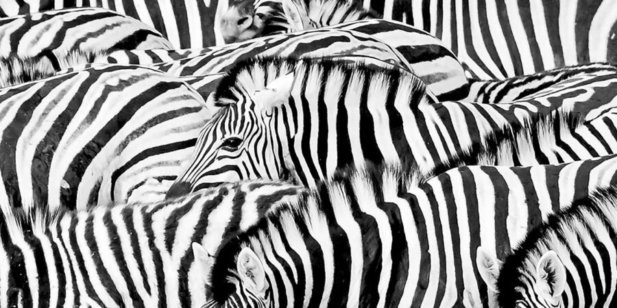 Full Day Aquila Safari (French) | Travel Buddies