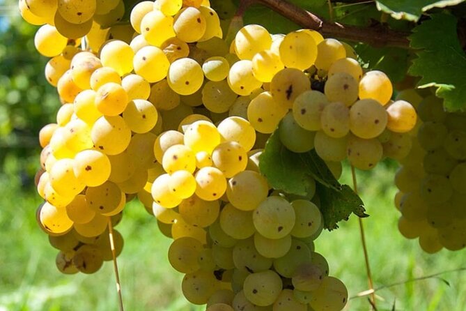 Guided Wine Tasting Experience in a Roman Vineyard | Travel Buddies