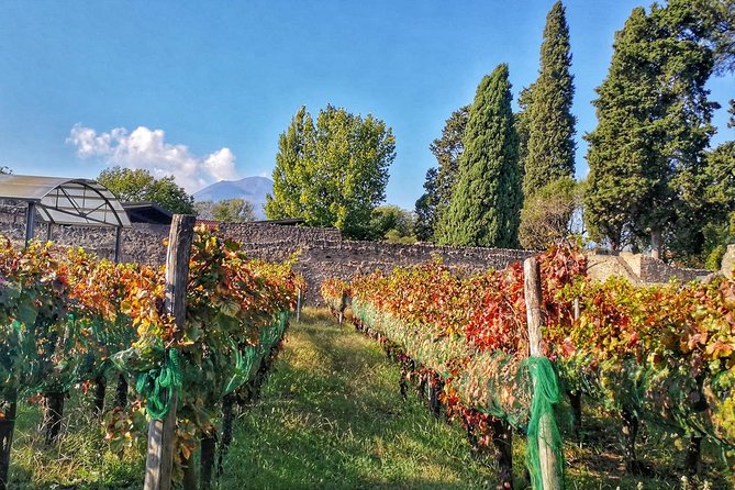 Private Tour: Pompeii & Wine Tasting at the Slopes of Mt Vesuvius ...