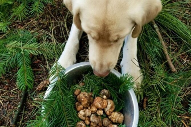 Truffle Forage and Feast | Travel Buddies