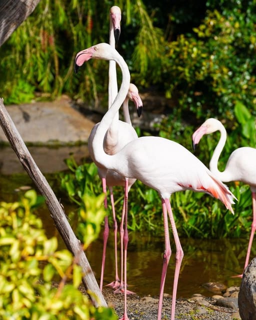 Visit to Madeira Bird Island | Travel Buddies